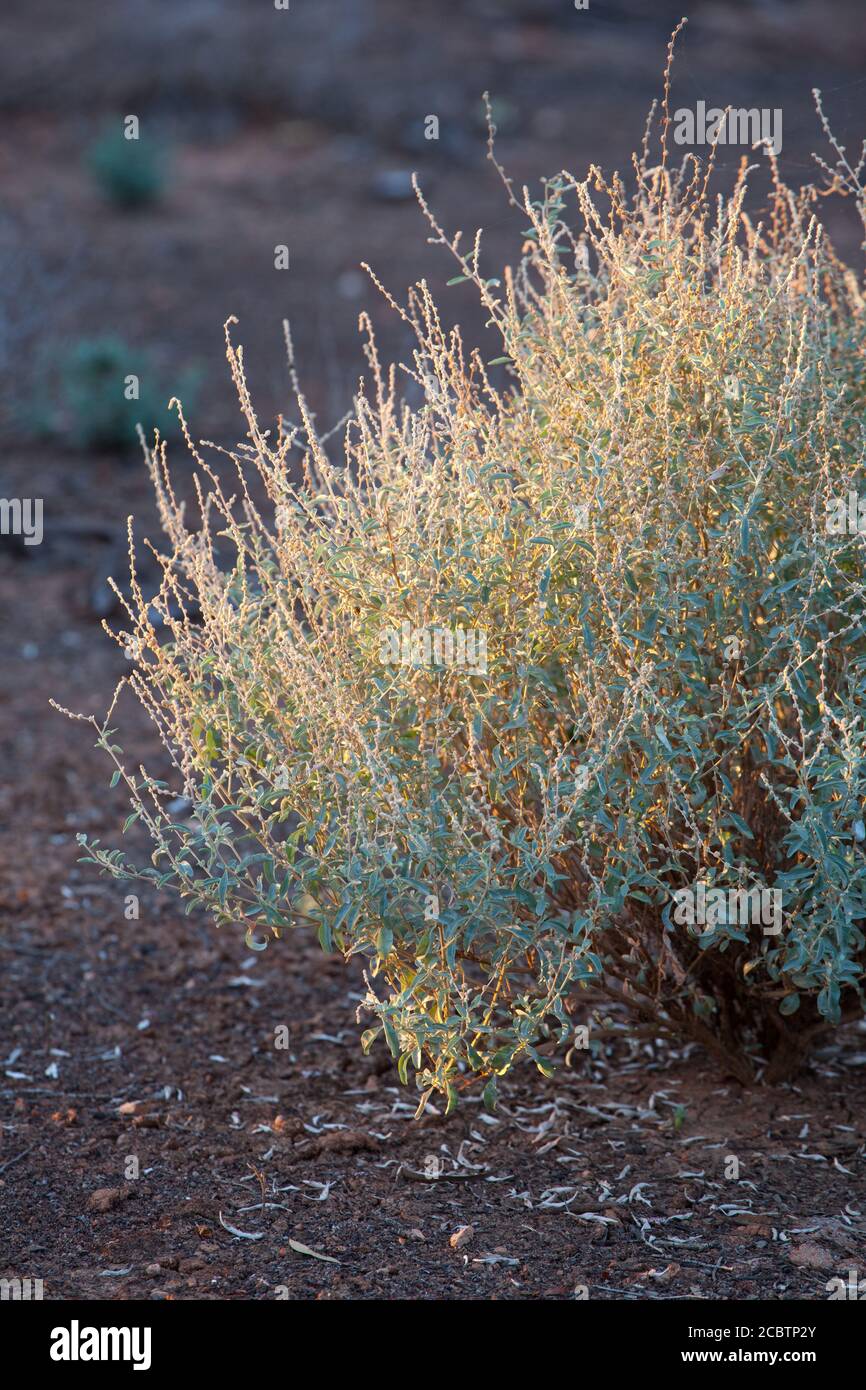 Kidney fruited saltbush hi-res stock photography and images - Alamy