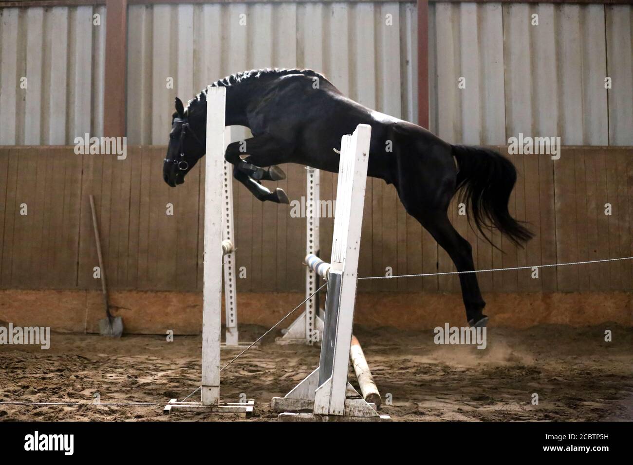 Thoroughbred young sport horse jumping over obstacles in the arena ...