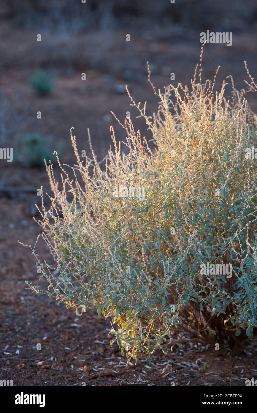 Kidney fruited saltbush hi-res stock photography and images - Alamy
