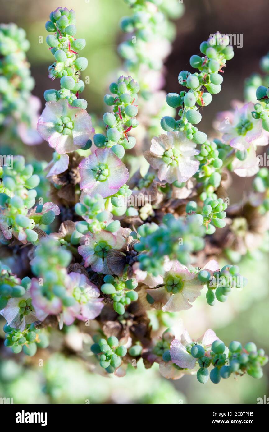 Small-leaf Bluebush (Maireana brevifolia) flowering. February 2011 ...