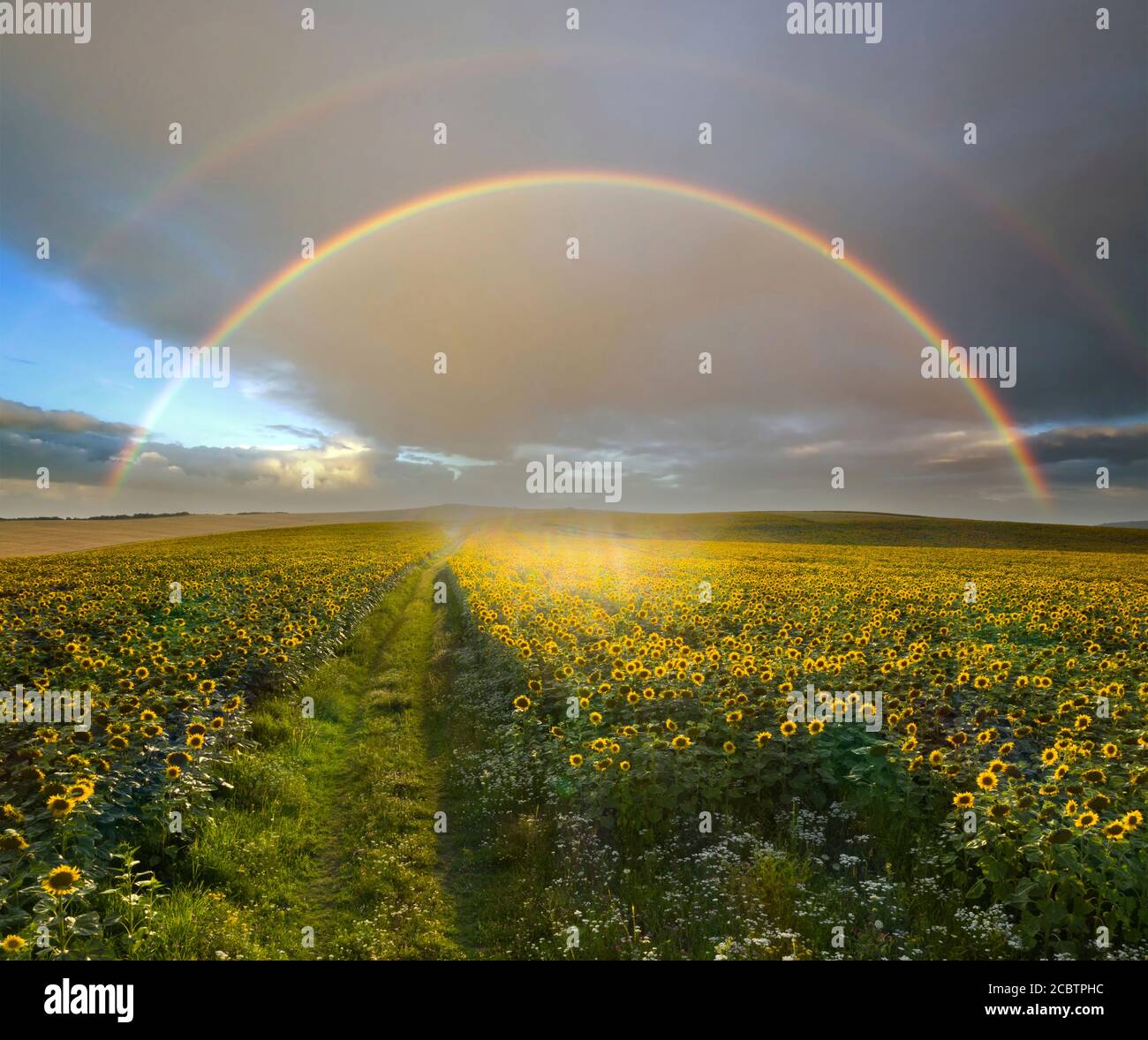 Rainbow sunflower hi-res stock photography and images - Alamy