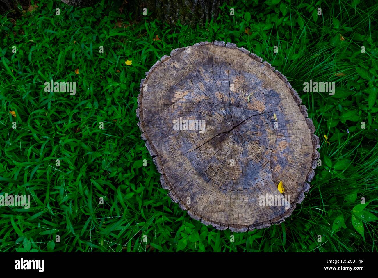 Felled wood in forest Stock Photo - Alamy