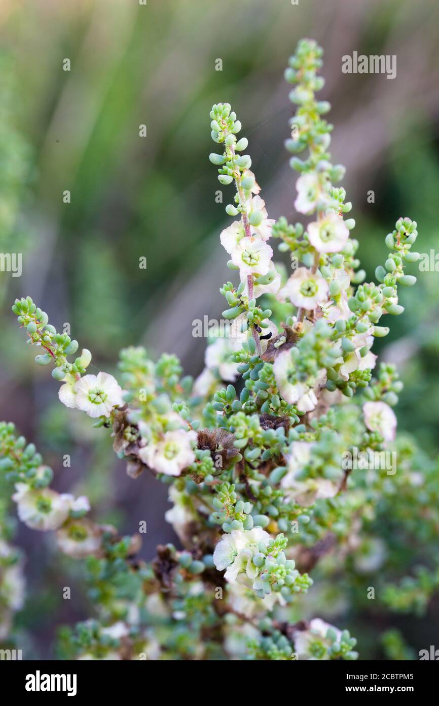 Small-leaf Bluebush (Maireana brevifolia) flowering. February 2011 ...