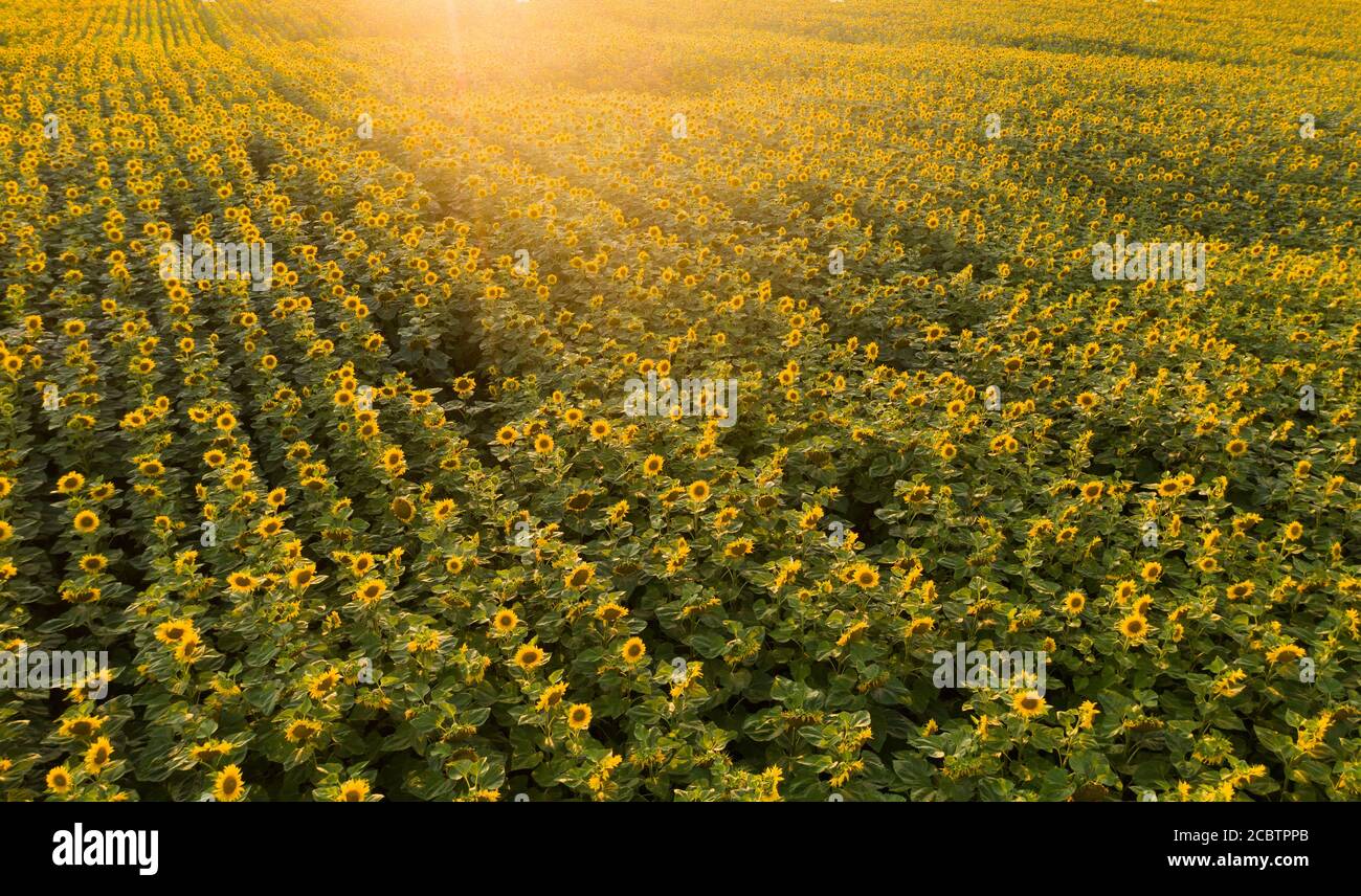 Sunflower field sunset aerial view hi-res stock photography and images ...