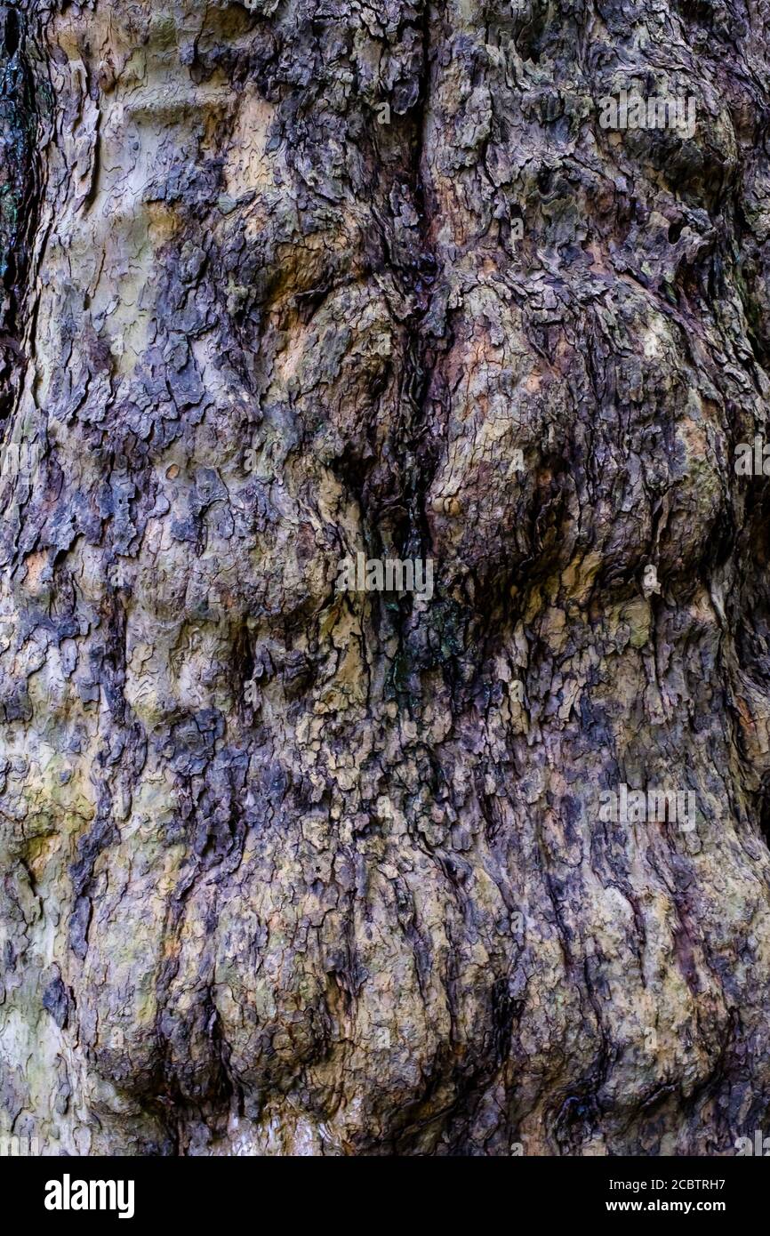 Bumpy tree hi-res stock photography and images - Alamy