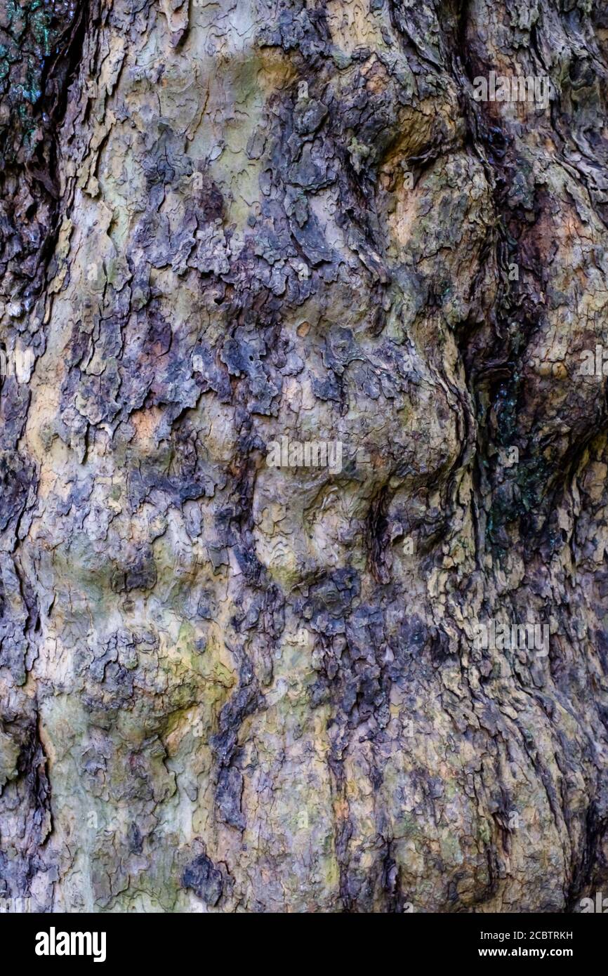Bumpy tree hi-res stock photography and images - Alamy
