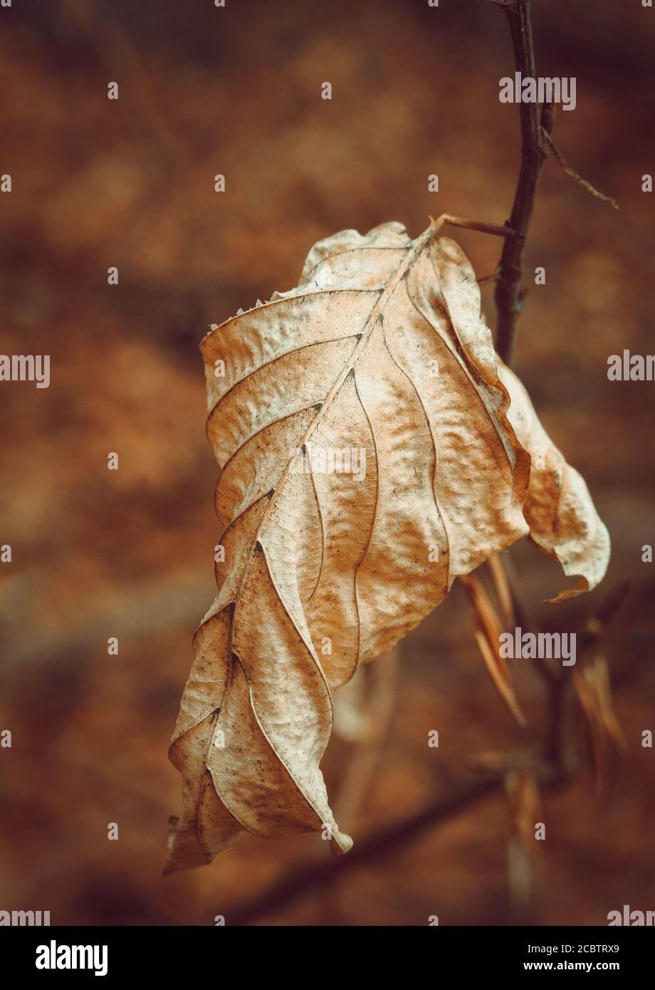 Curled on branch hi-res stock photography and images - Alamy