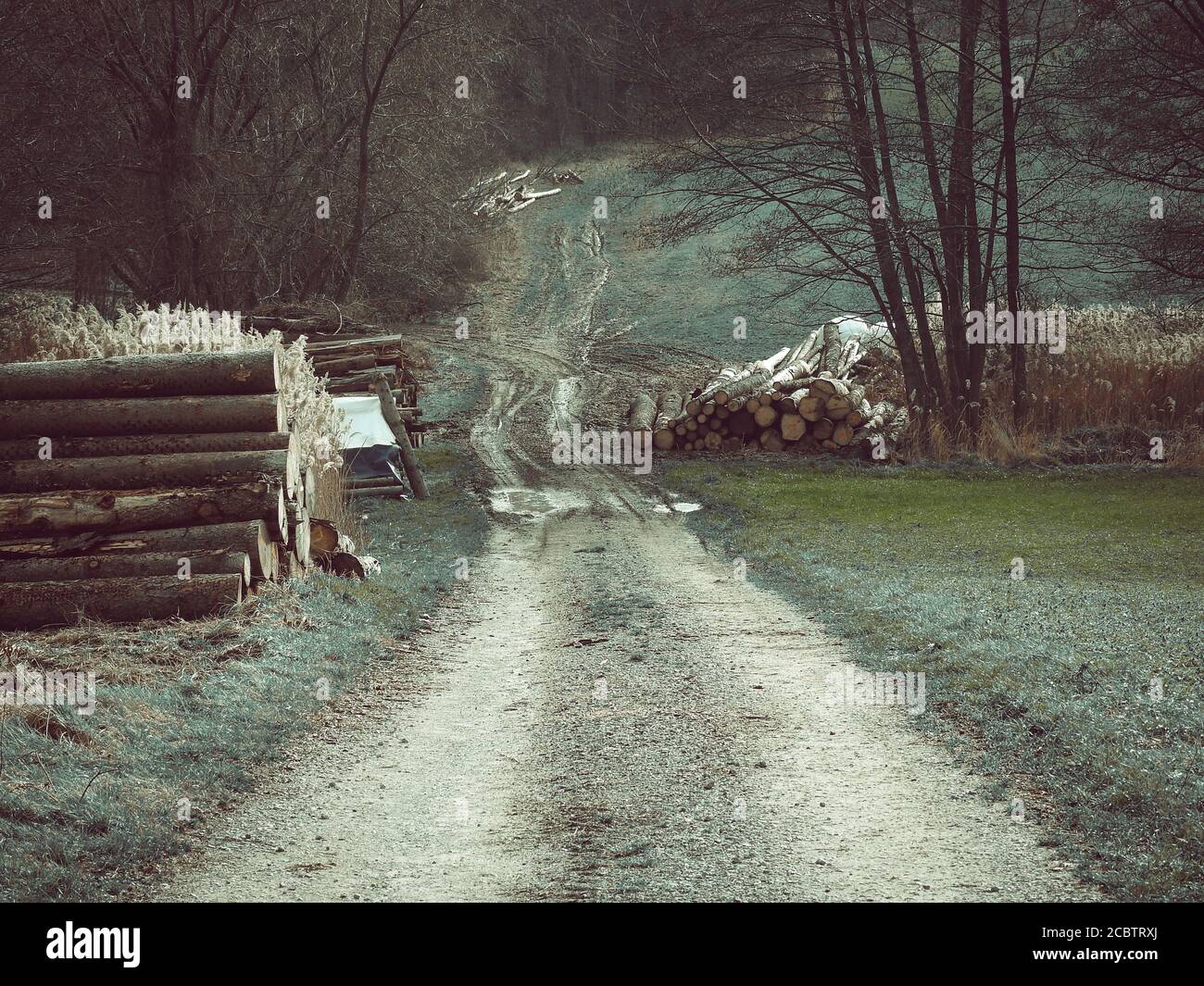 Wide pathway in a forest with piles of logs on both sides Stock Photo ...