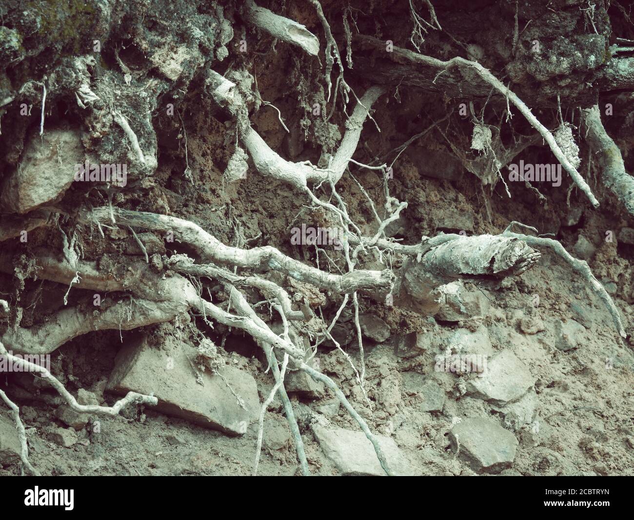 Horizontal shot of dry tree roots with dirty leaves and stones Stock ...
