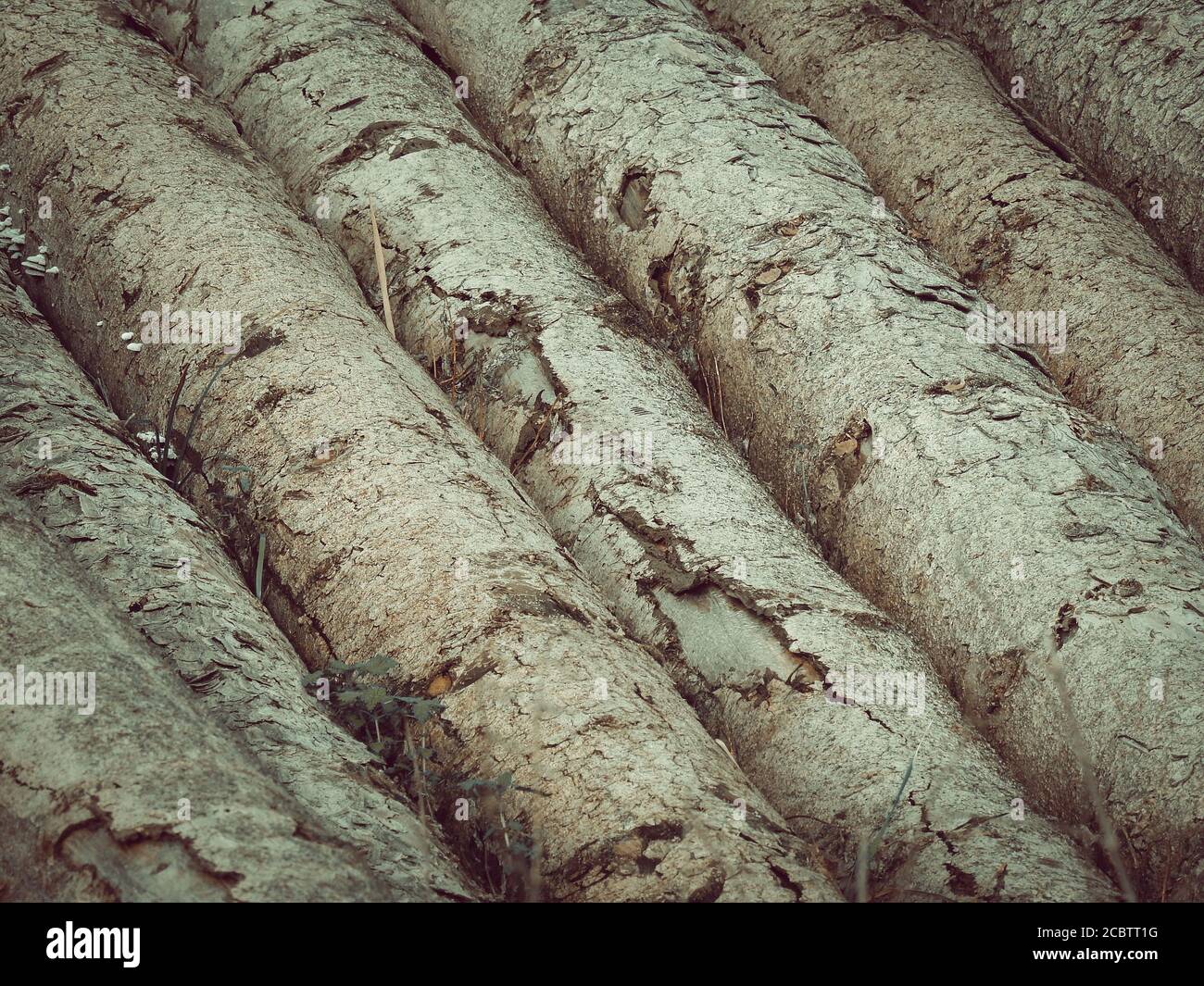 Weathered tree log background with cracked and peeled skin Stock Photo ...
