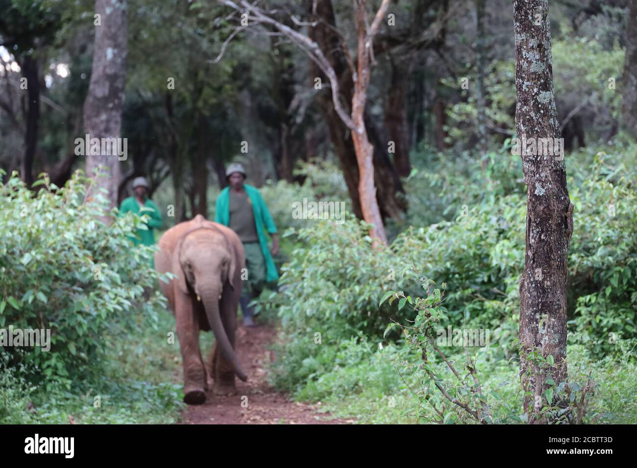 Tanzania elephant side profile hi-res stock photography and images - Alamy