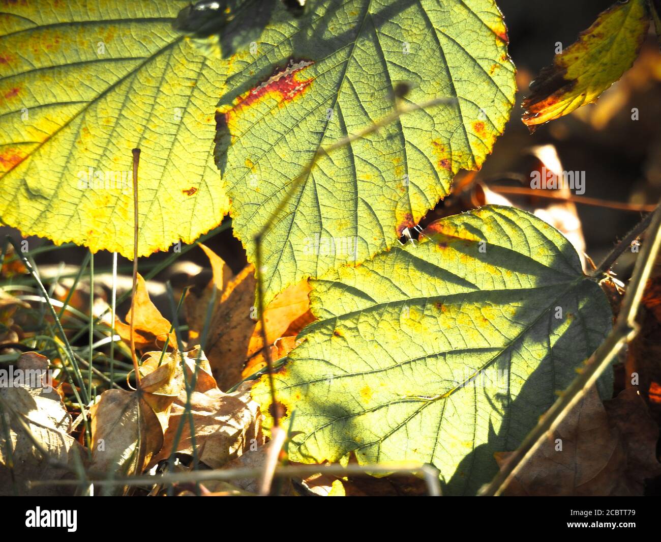 Green fallen leaves gleaming under the sunrays Stock Photo - Alamy