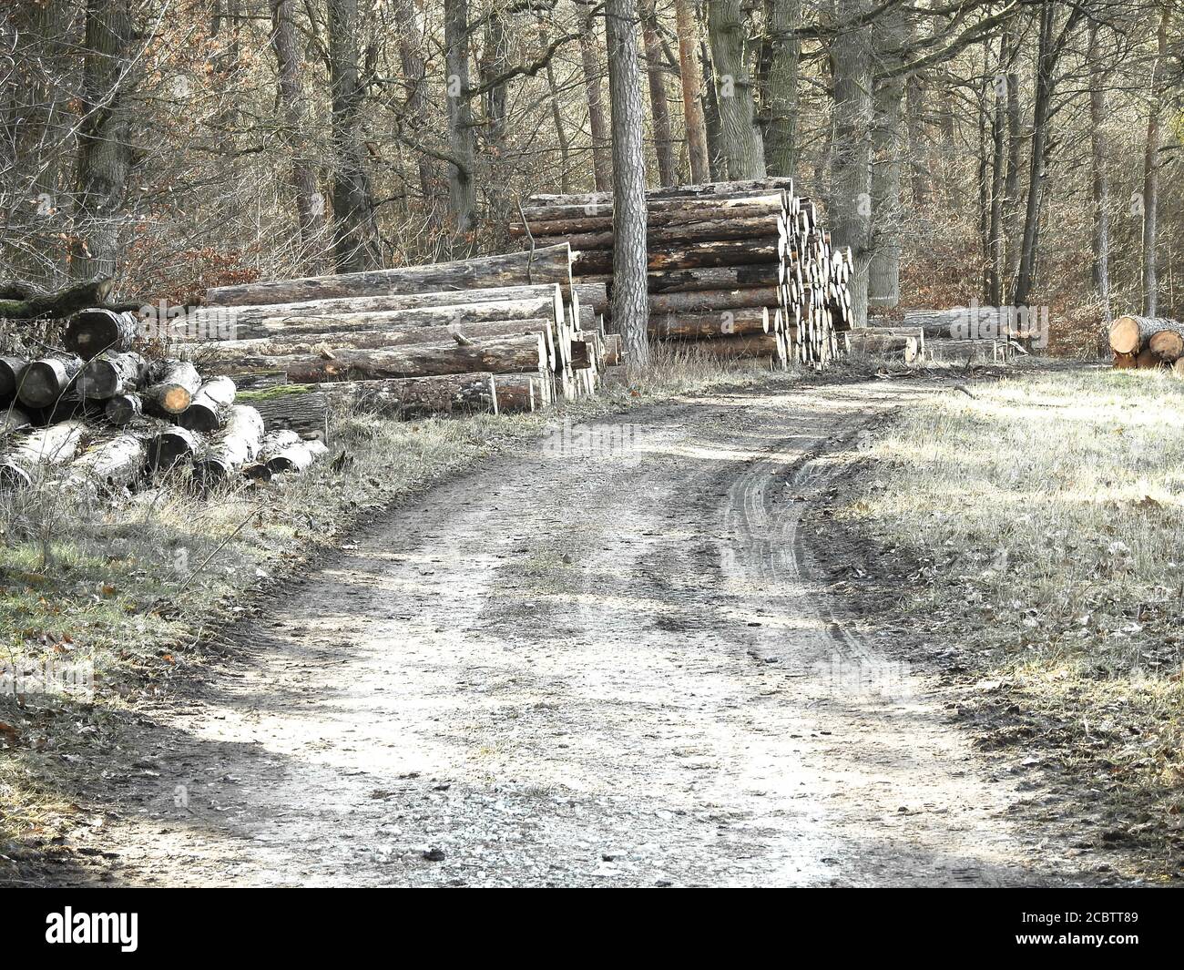 Wide pathway in a forest with piles of logs on one side Stock Photo - Alamy