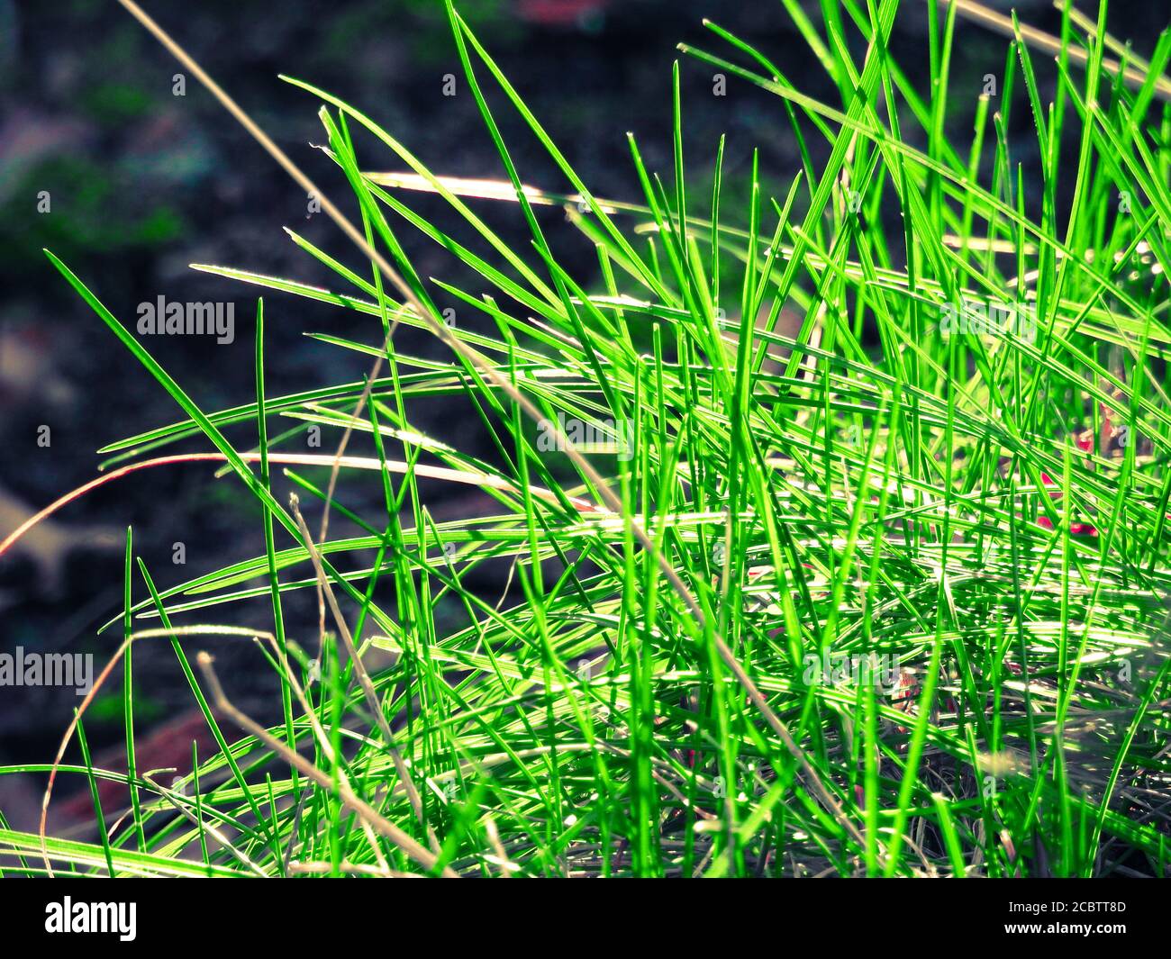 Gleaming green grass hi-res stock photography and images - Alamy