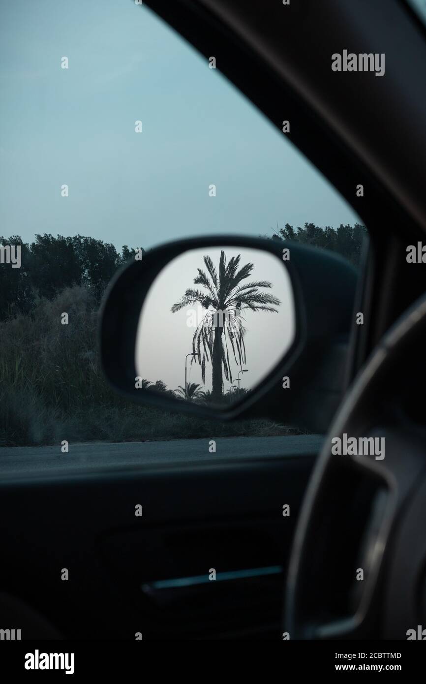 Reflection of a beautiful palm tree in left side rearview mirror in the ...