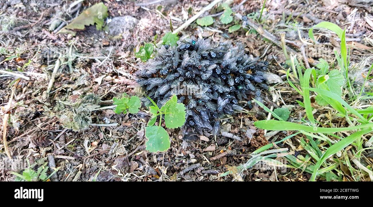 Closeup of many flies on the ground Stock Photo - Alamy
