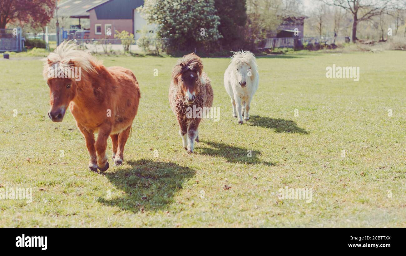Three ponies walk or run across a green farm field in a row Stock Photo ...