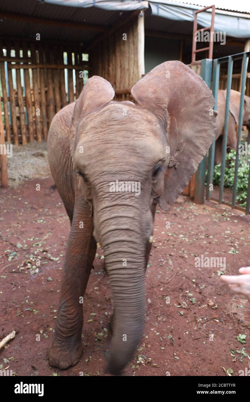 Elephant grazing in Kenya, Africa Stock Photo - Alamy