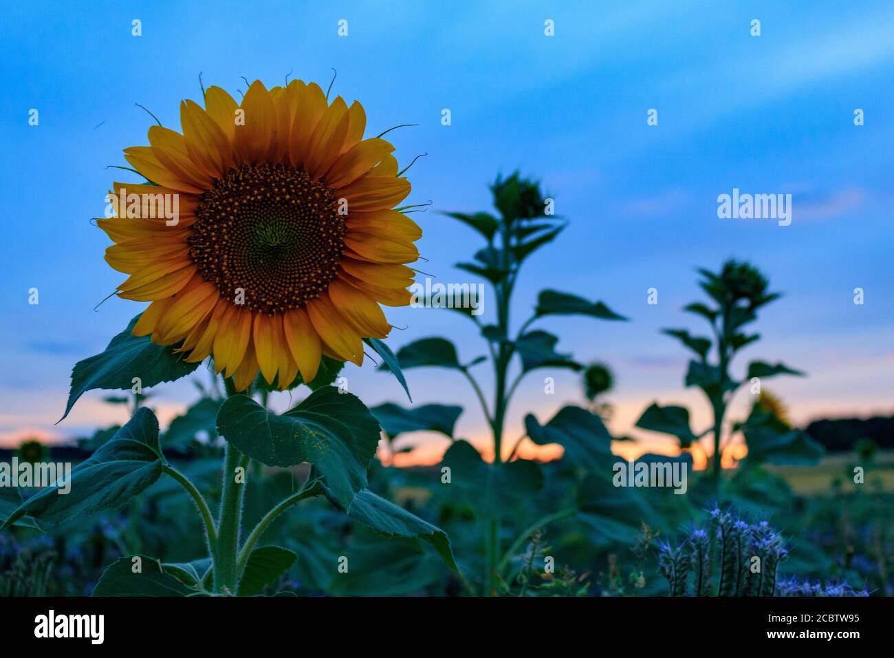 Helianthus annuus evening sun hi-res stock photography and images - Alamy
