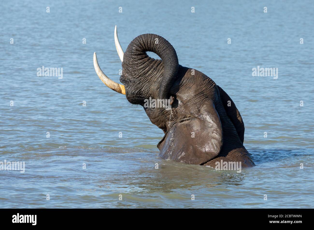 Elephant trunk up close hi-res stock photography and images - Alamy