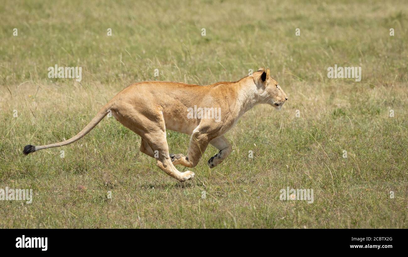 Female lion running lioness hi-res stock photography and images - Alamy