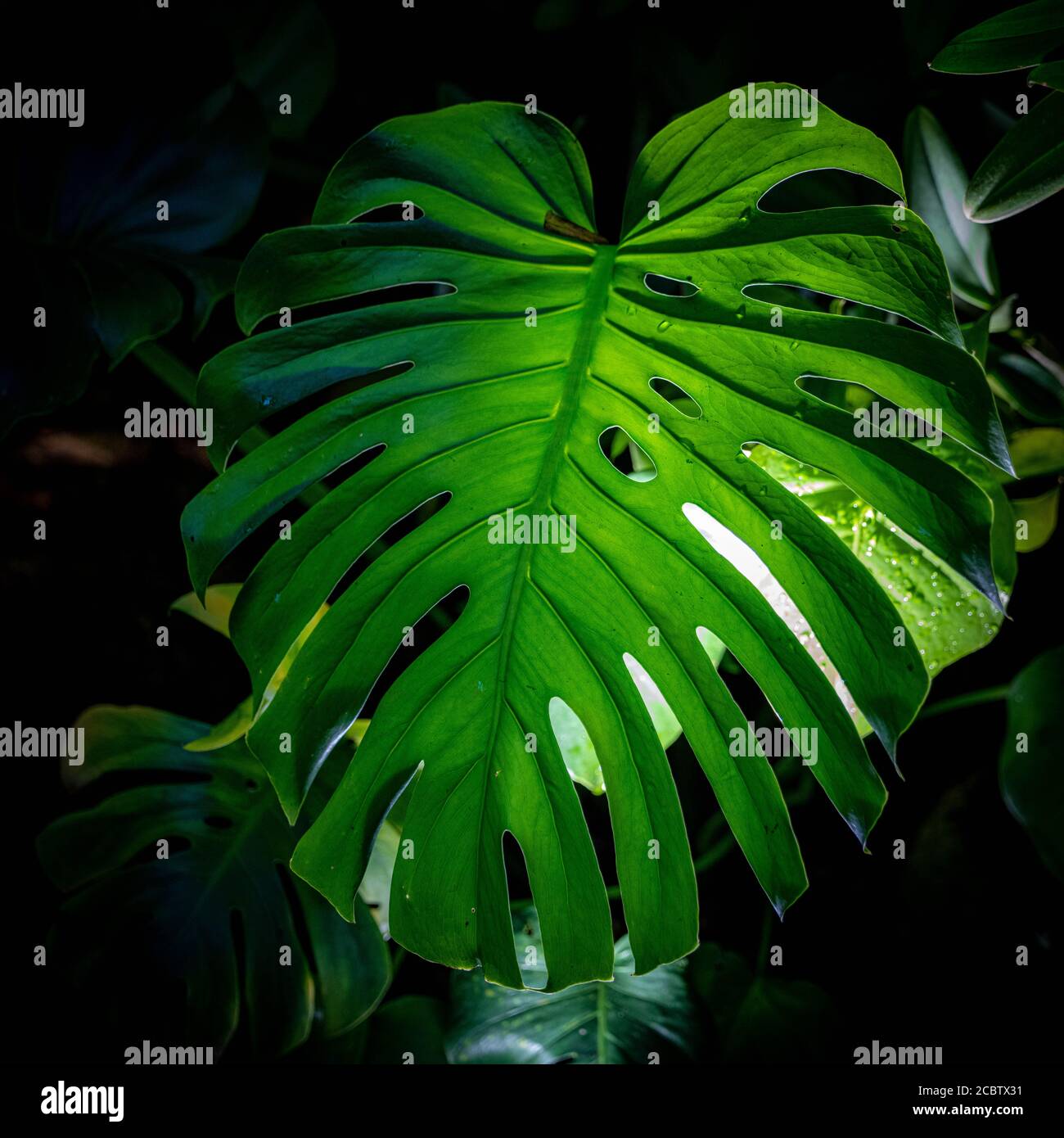 Monstera vector hi-res stock photography and images - Alamy