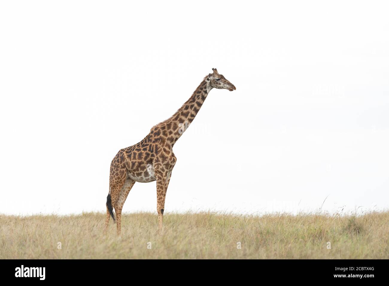 Adult giraffe standing sideways isolated against white sky in Masai ...