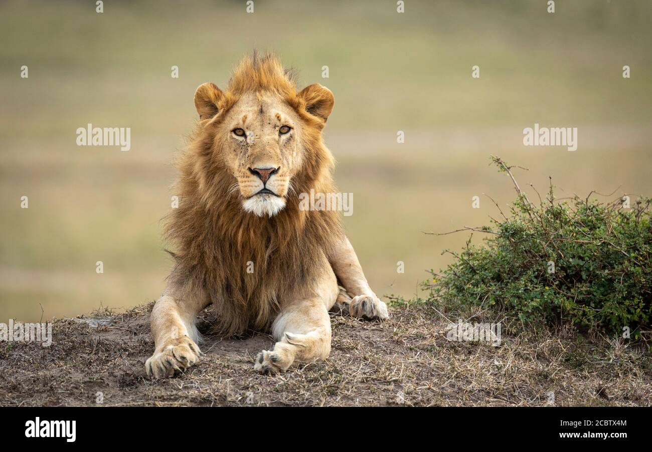 Lion king looking alert lying down looking alert in Masai Mara Kenya ...