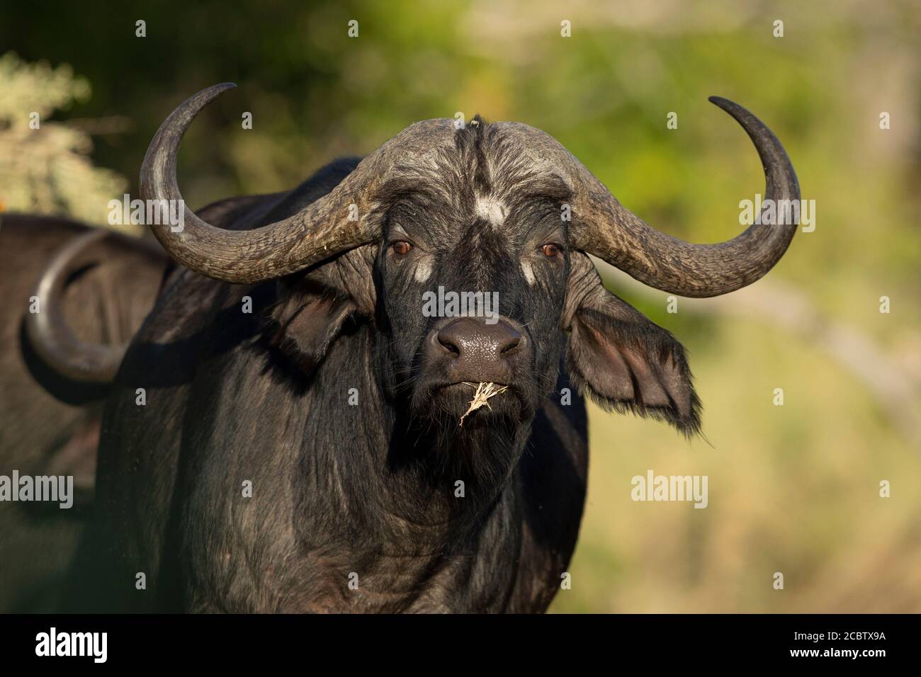 The buffalos head hi-res stock photography and images - Alamy