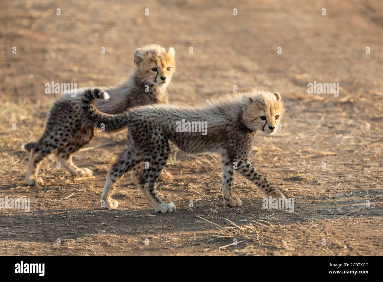 Two fluffy cheetah cubs looking alert walking across dry sandy road in ...