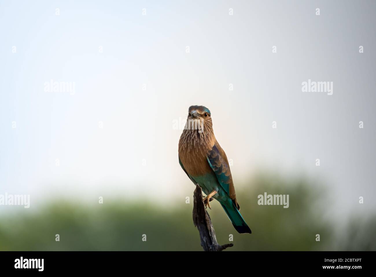 Angry bird Indian roller or Coracias benghalensis perched at tal ...