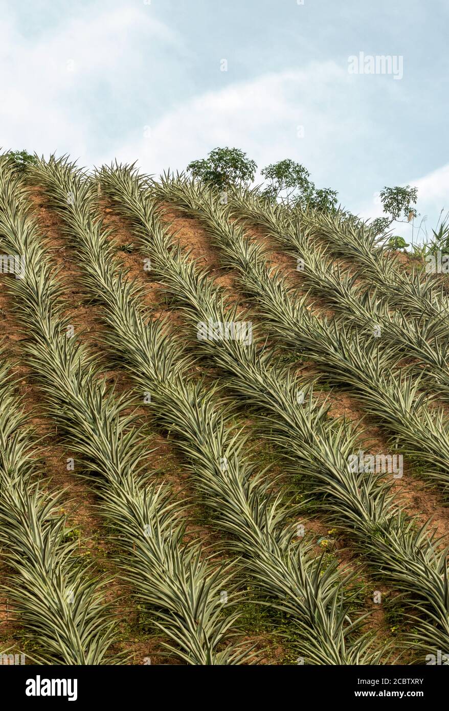 Landscapes around Telipok Sabah Borneo Malaysia Stock Photo - Alamy