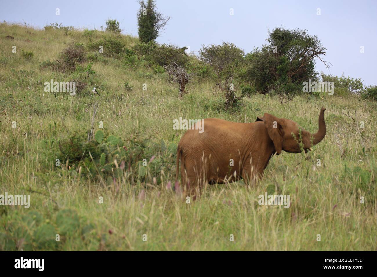 Tanzania elephant side profile hi-res stock photography and images - Alamy