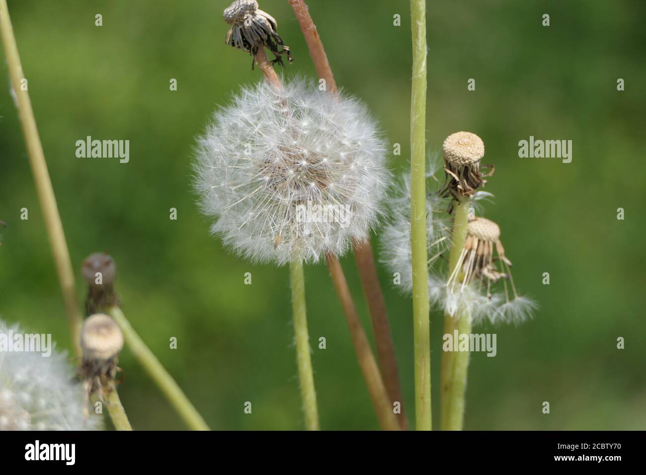 Fluffy blowball hi-res stock photography and images - Alamy