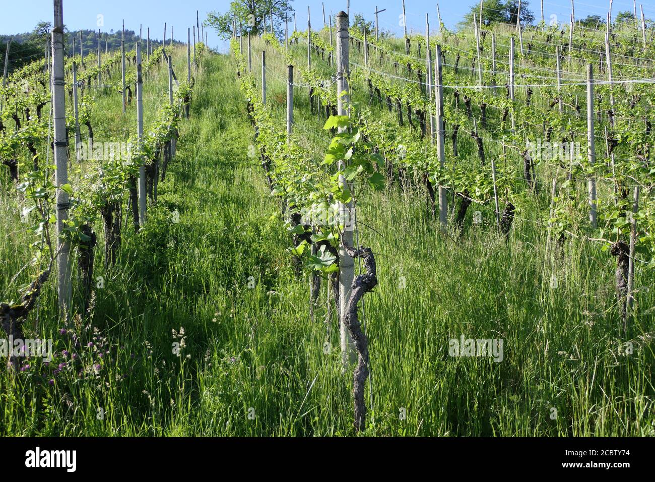 Vineyard on a slope in early summer Stock Photo - Alamy