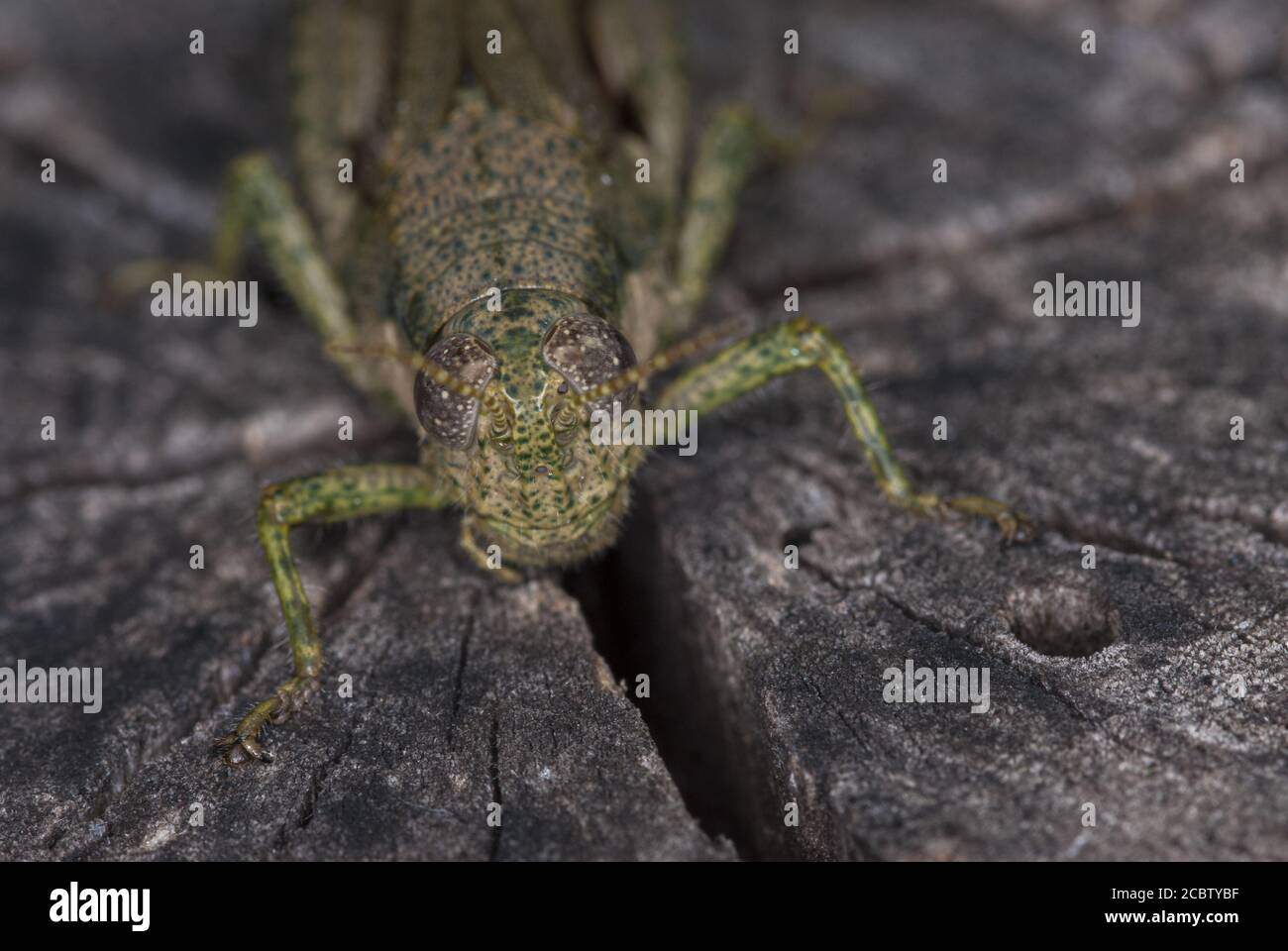Adaptable Lizard High Resolution Stock Photography and Images - Alamy