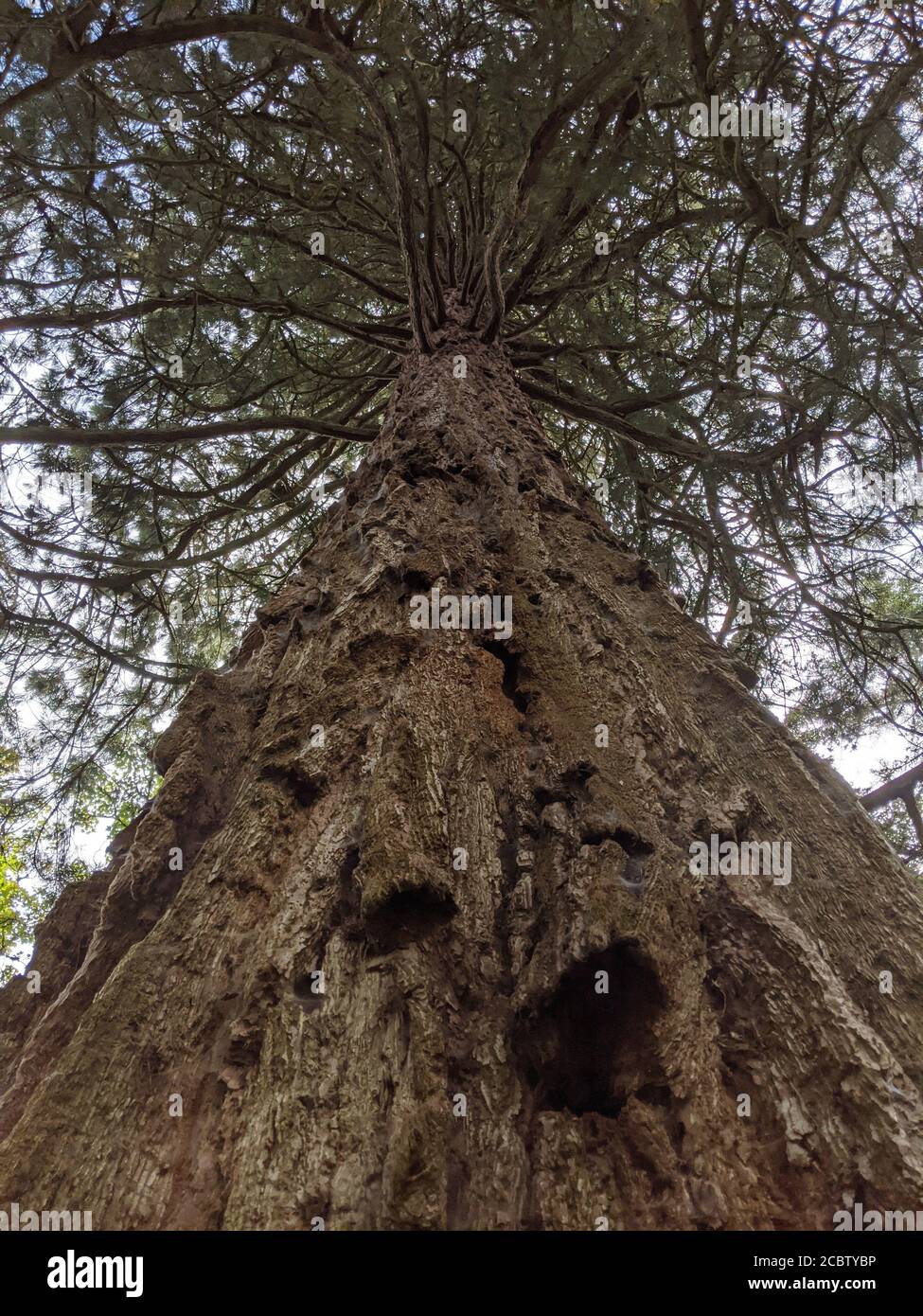 Low angle shot of a foliage tree trunk Stock Photo - Alamy