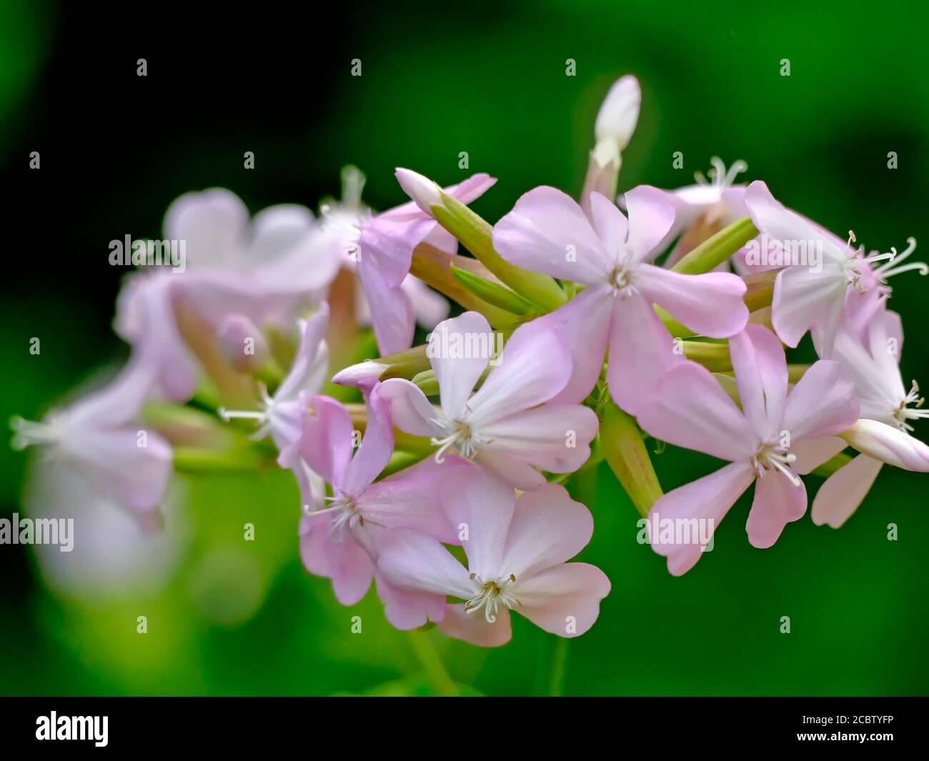 Common soapwort soapweed crow hi-res stock photography and images - Alamy