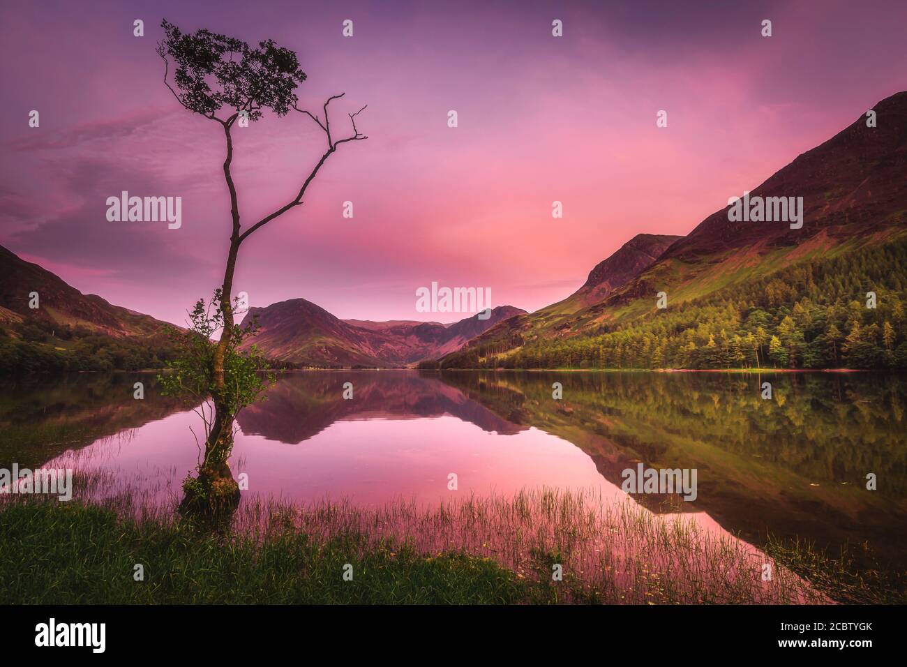 Famous lone tree on Buttermere lake shore at sunset.Beautiful landscape ...