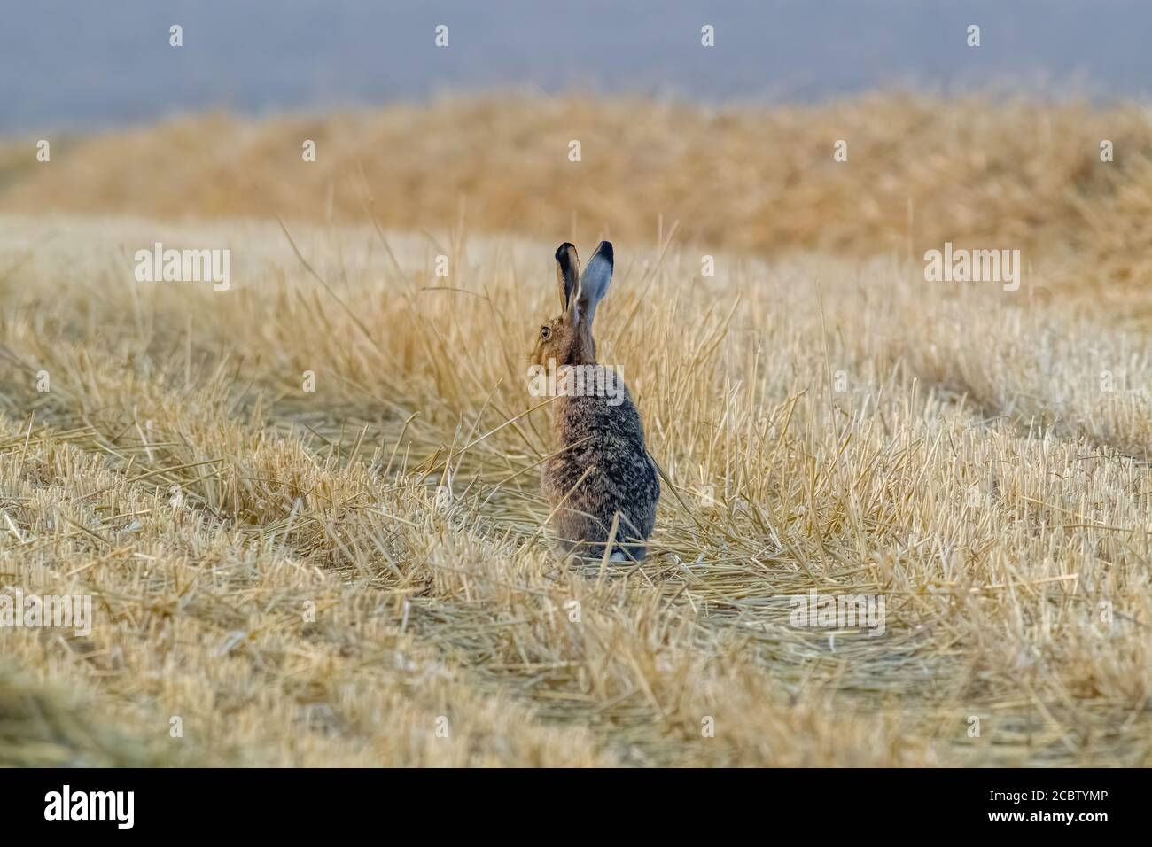 A young hare hi-res stock photography and images - Alamy