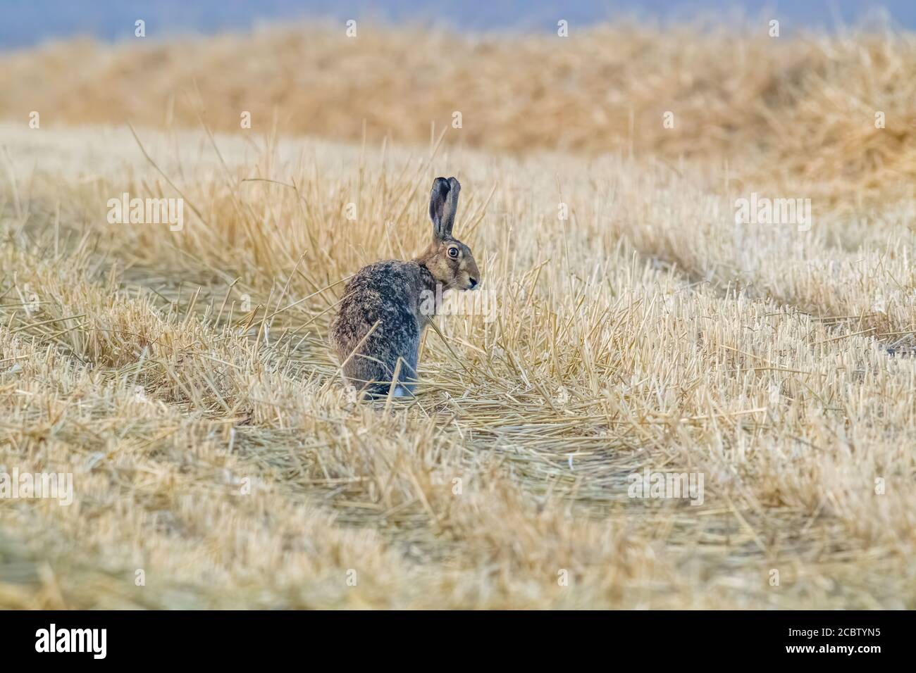 A young hare hi-res stock photography and images - Alamy