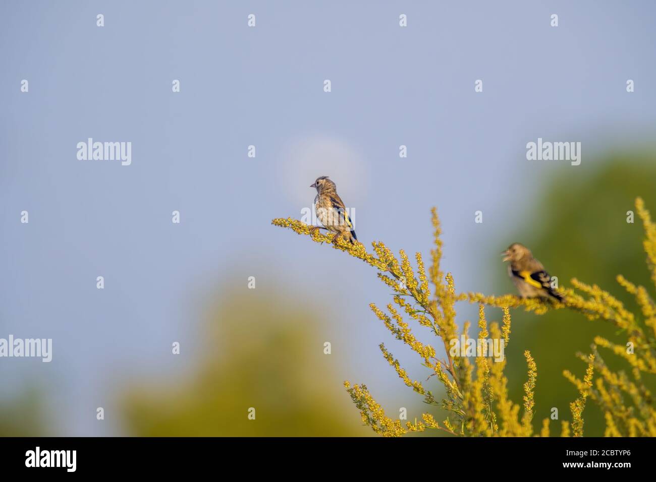 Gold finch flying hi-res stock photography and images - Alamy