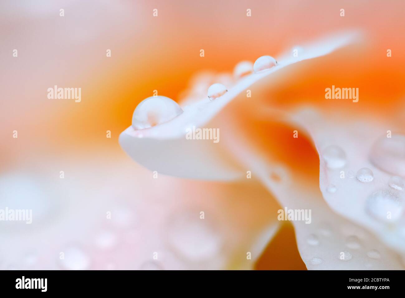 Light pinky rose hi-res stock photography and images - Alamy