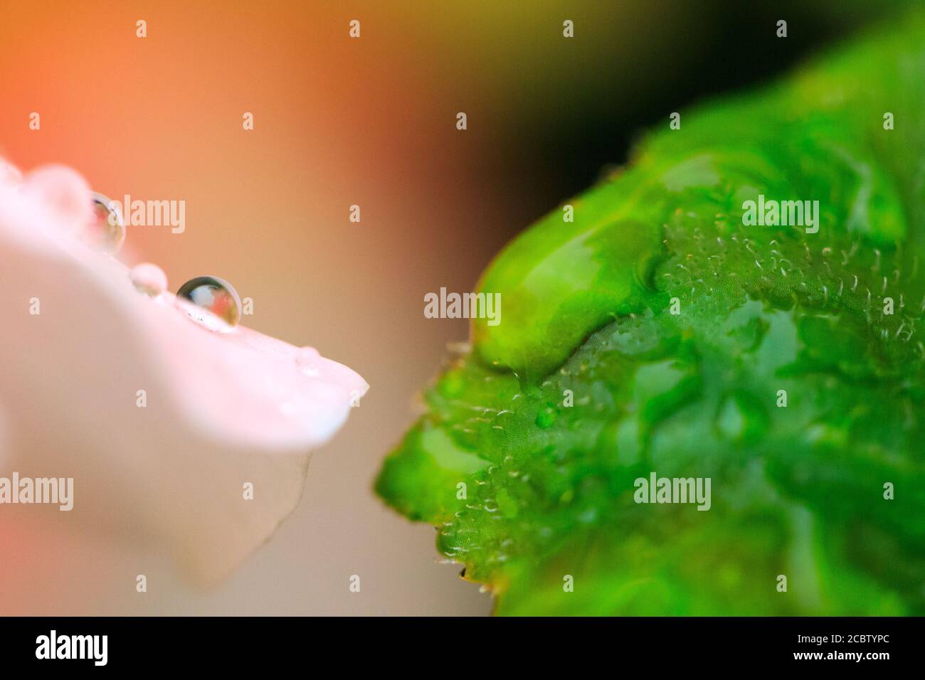 Macro of water drops on a pinky petal of a flower and on a green leaf ...