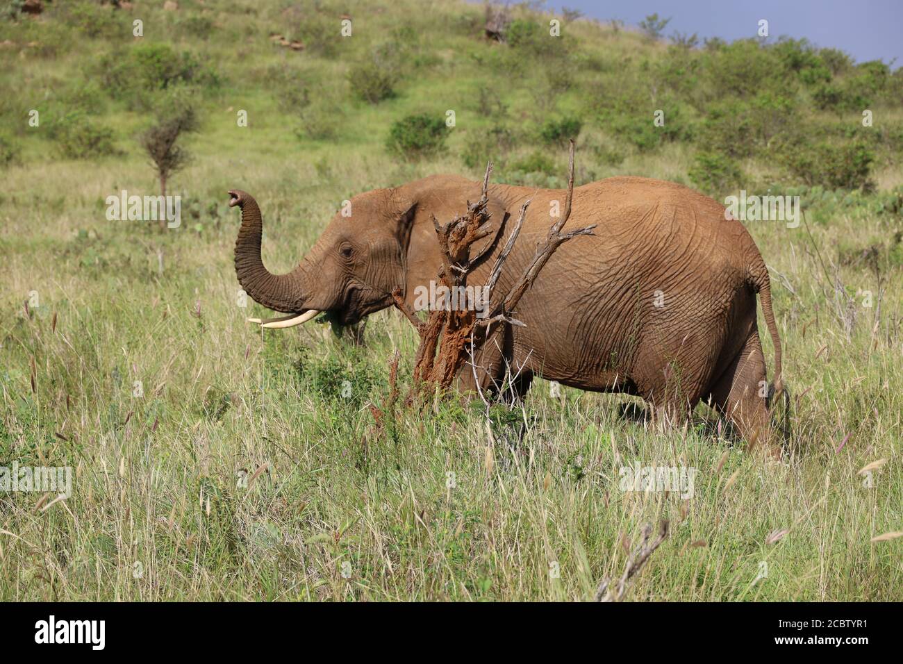 Tanzania elephant side profile hi-res stock photography and images - Alamy