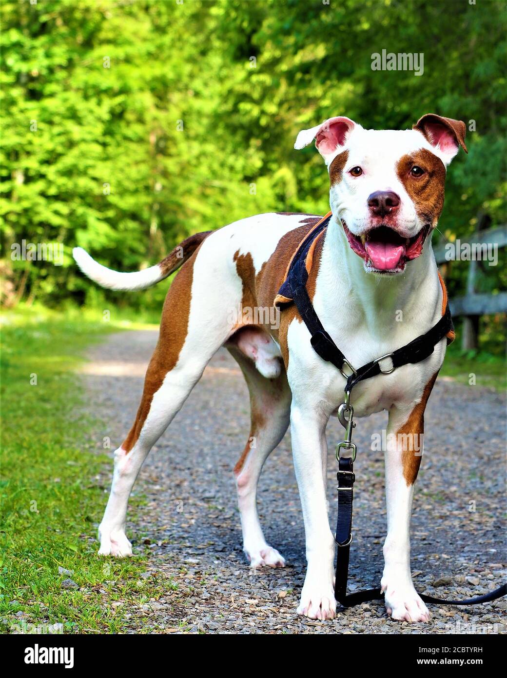 Beautiful and adorable pit bull standing on the ground Stock Photo - Alamy