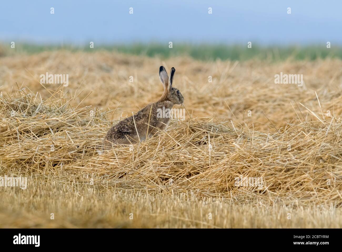 A young hare hi-res stock photography and images - Alamy