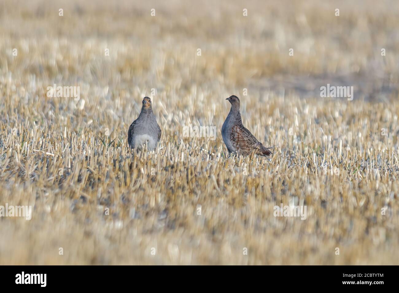 a family of Partridge in a harvested field Stock Photo - Alamy