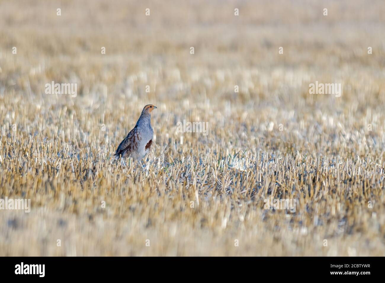 Flying partridge hi-res stock photography and images - Alamy