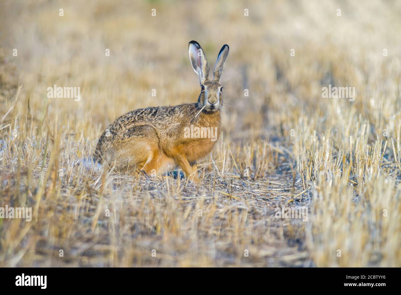 A young hare hi-res stock photography and images - Alamy